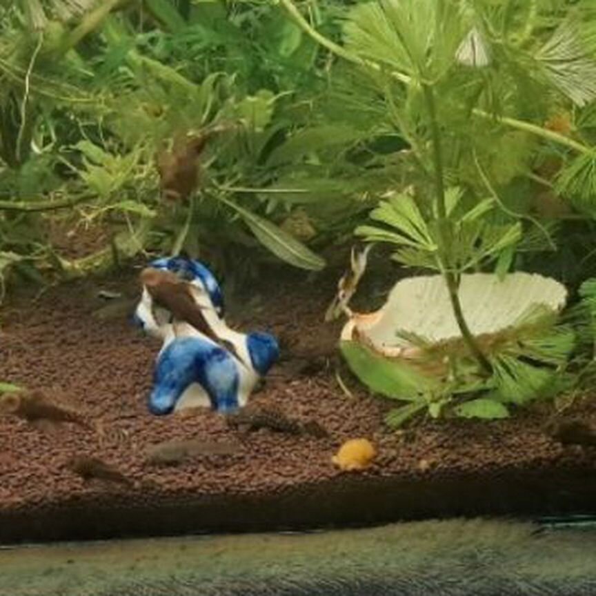 Гуппи и сомы