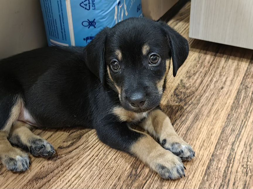 Собака в добрые руки щенок