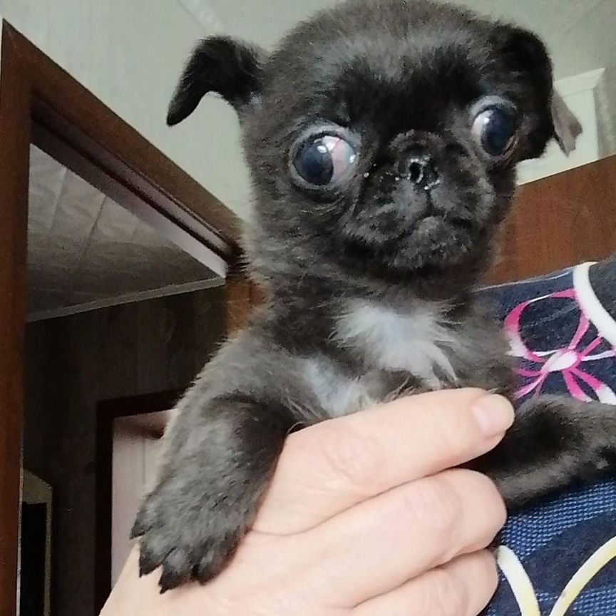 Чихуахуа, щенок