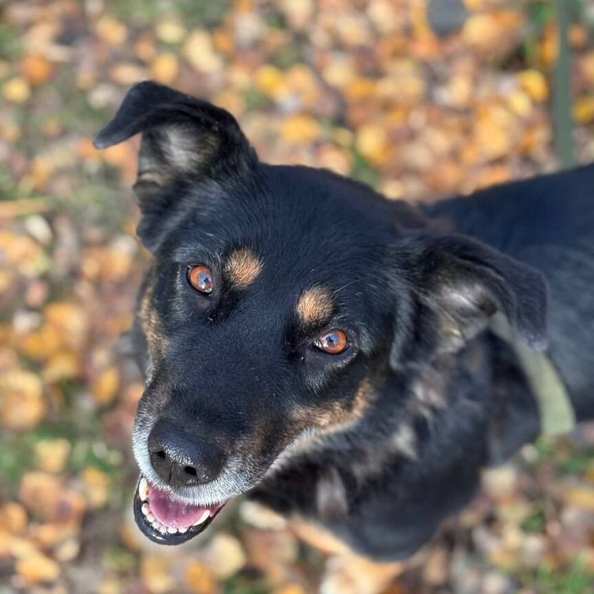 Китнисс собака для души