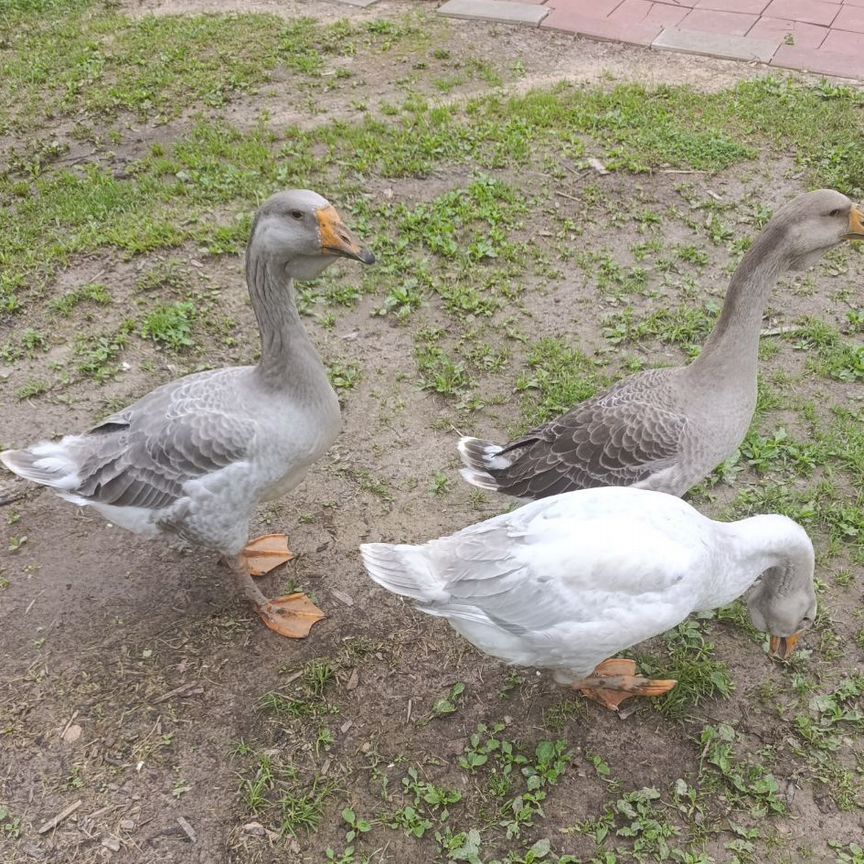 Холмогорские гуси