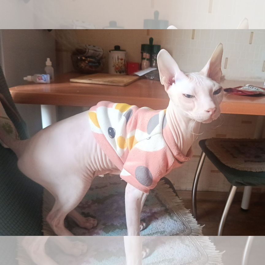 Донской сфинкс, взрослый кот
