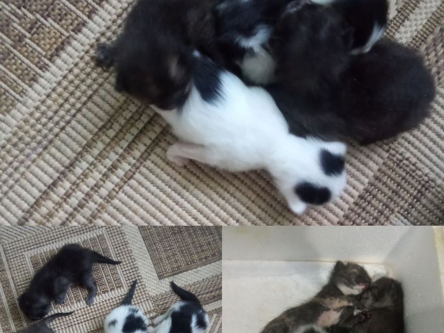 Отдам замечательных котят