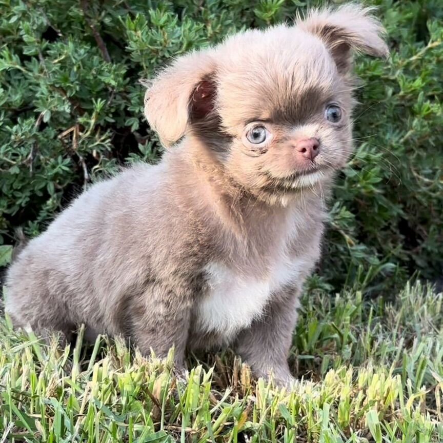 Бомбическая чихуахуа