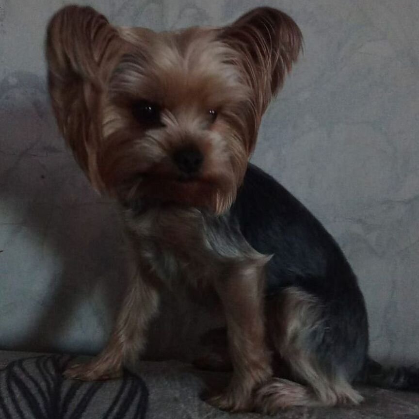 Йоркширский терьер, щенок