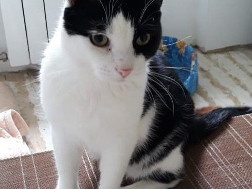 Замечательный котик Маркиз