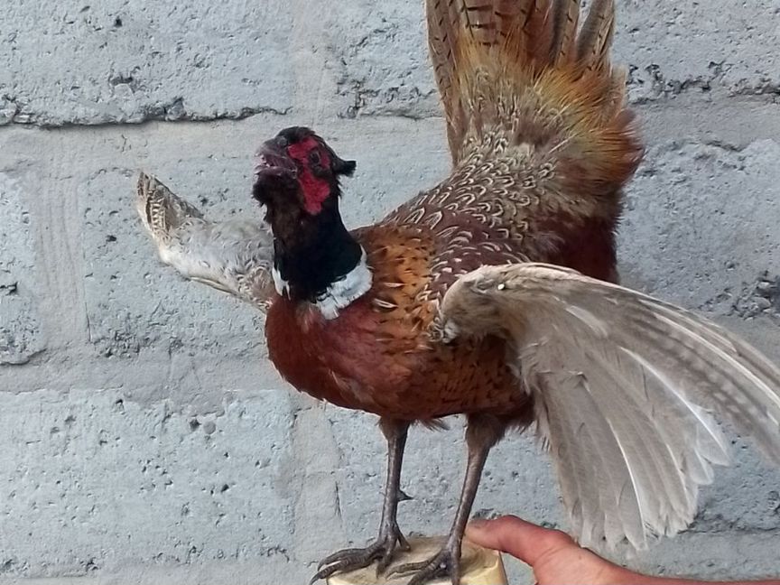 Птицы чучела