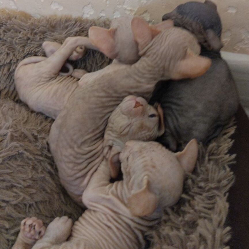 Канадский сфинкс котёнок