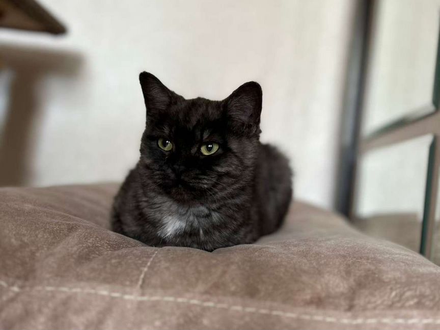 Котик в дар бесплатно