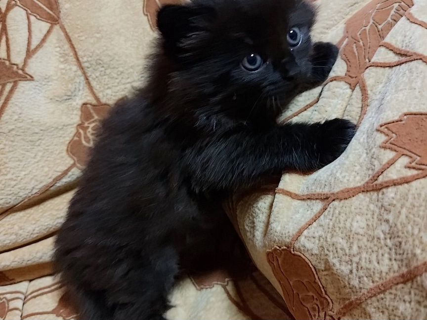 Полностью чёрный котенок