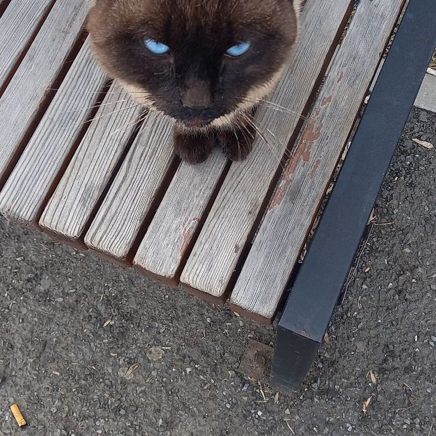 Кот с обожжеными усами чей