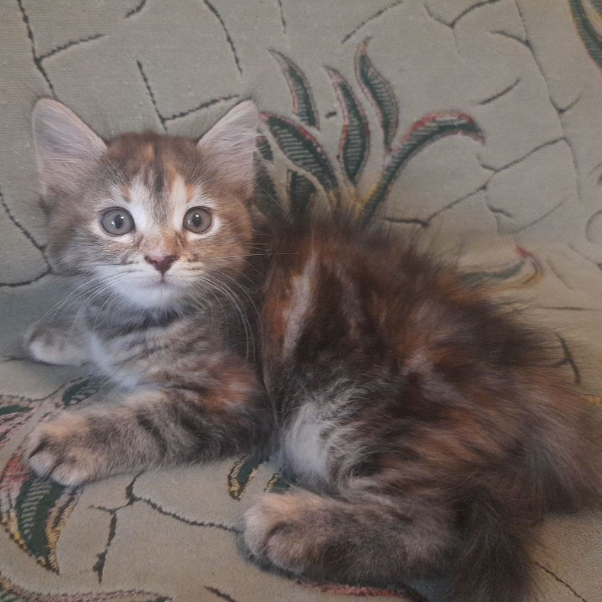 Отдам в добрые руки двух маленьких котят