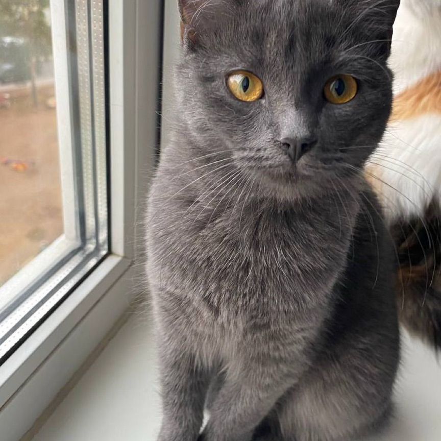 Котенок Ева