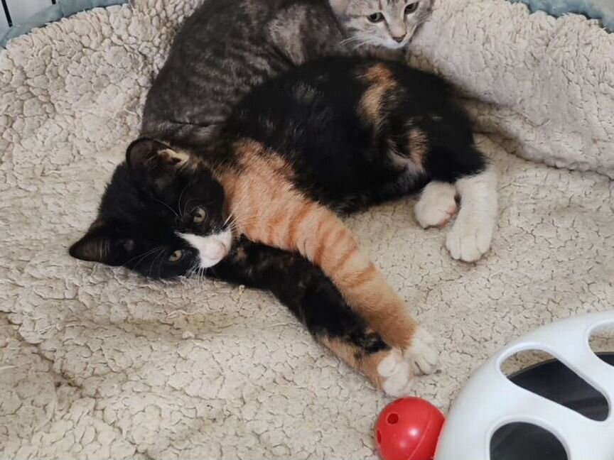 Котята в добрые руки