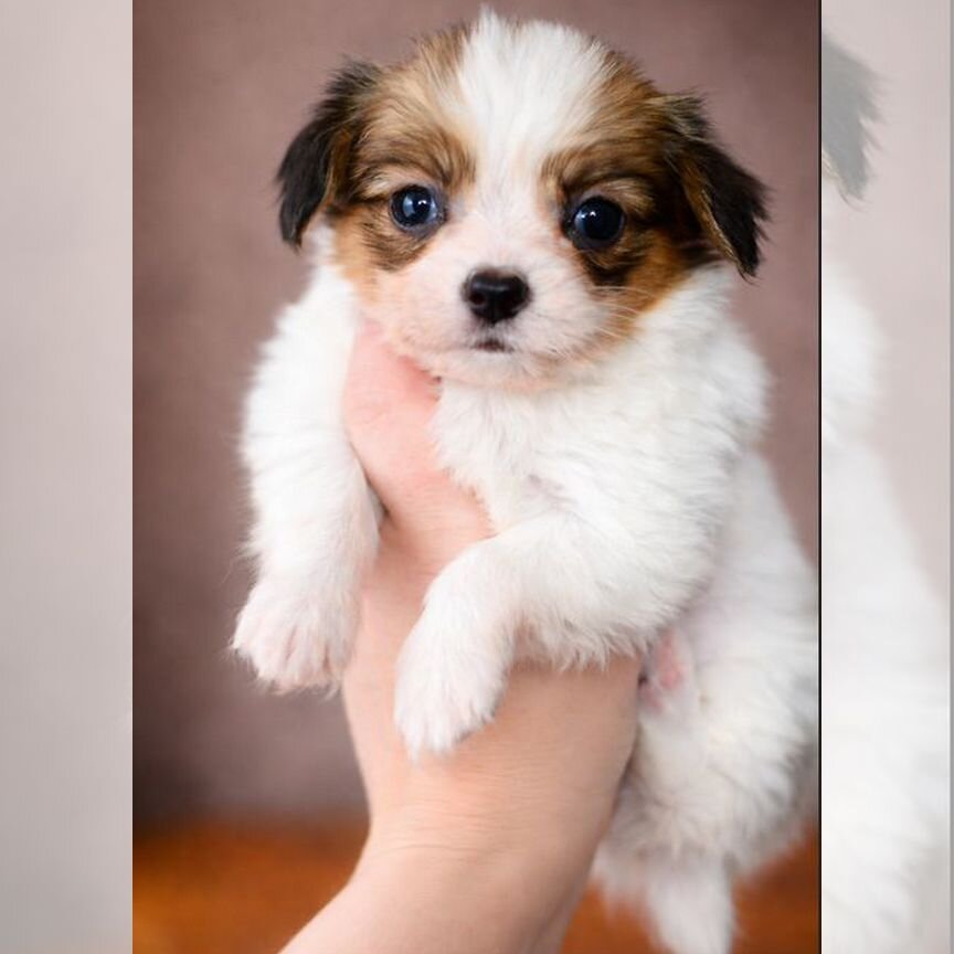 Континентальный той-спаниель фален, щенок