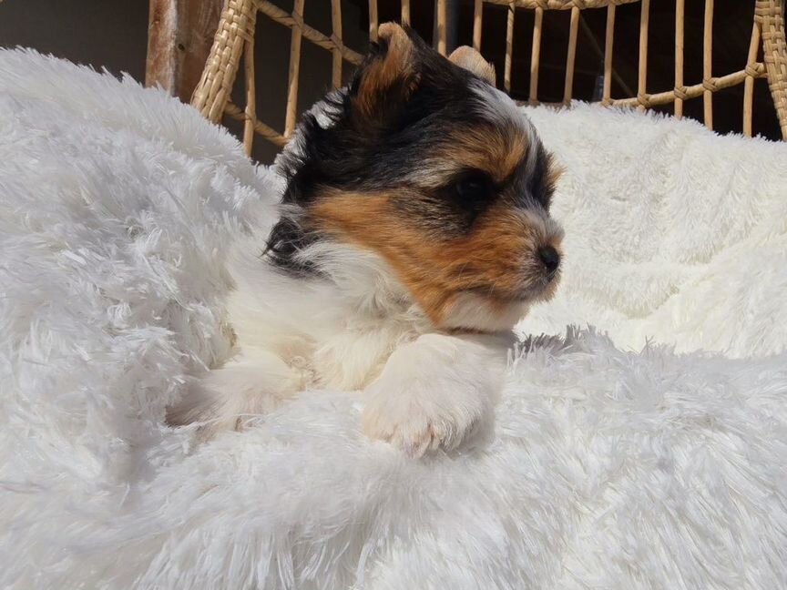 Биро Бивер 2 месяца