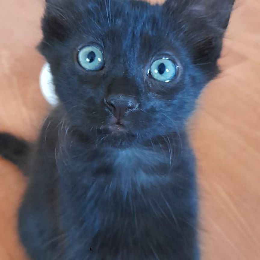 Кошки в добрые руки