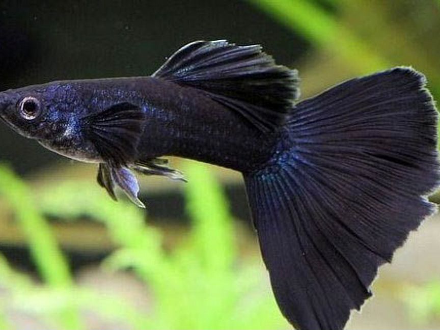 Гуппи Черный, Черный монах (Poecilia reticulata)