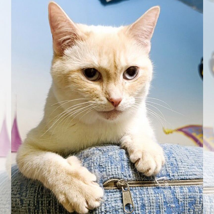 Взрослый кот в добрые руки