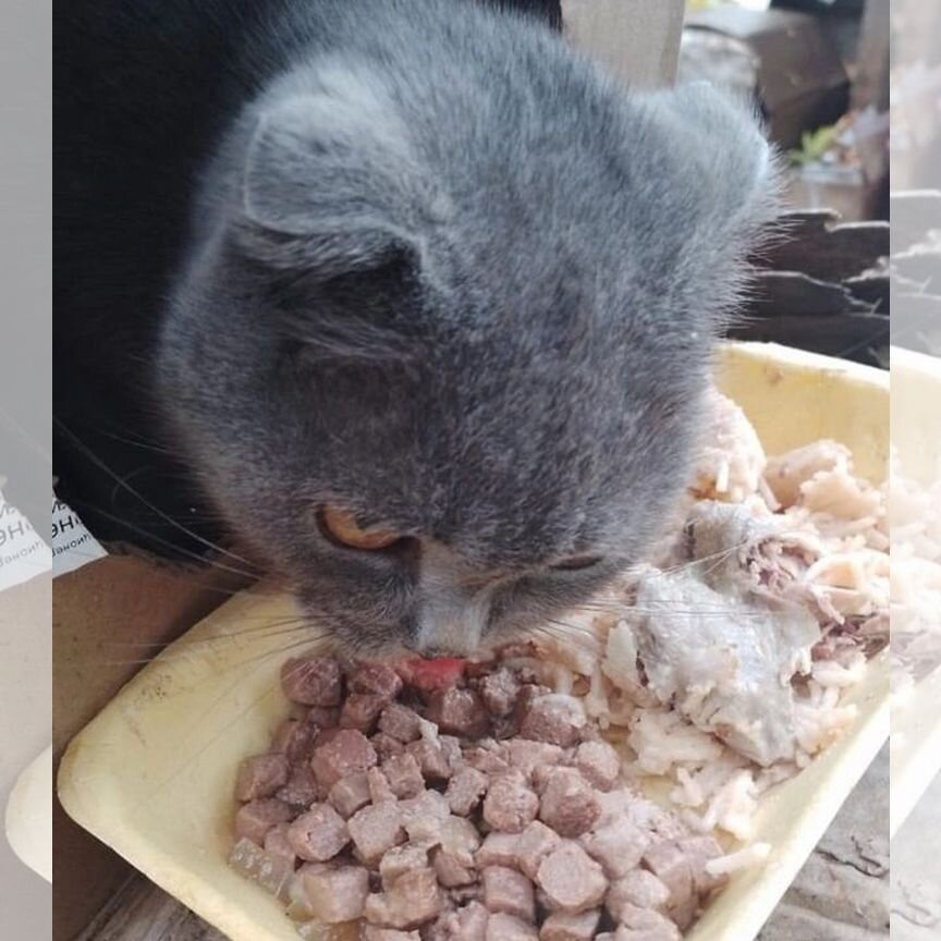 Вислоухая молодая кошечка