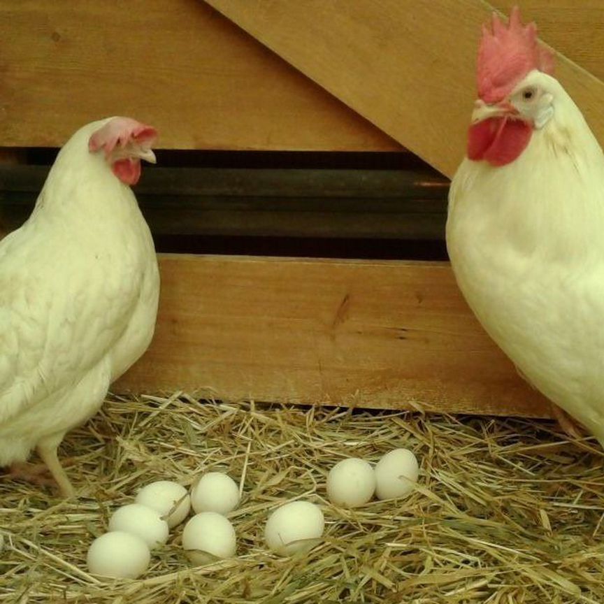 Белые несушки высокой яйценоскости с доставкой