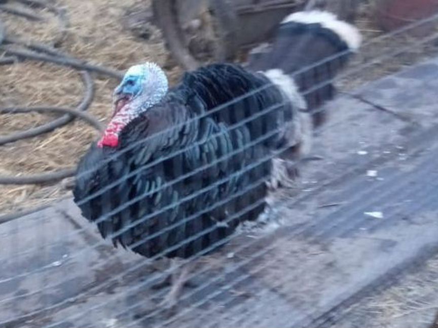 Индюки на племя