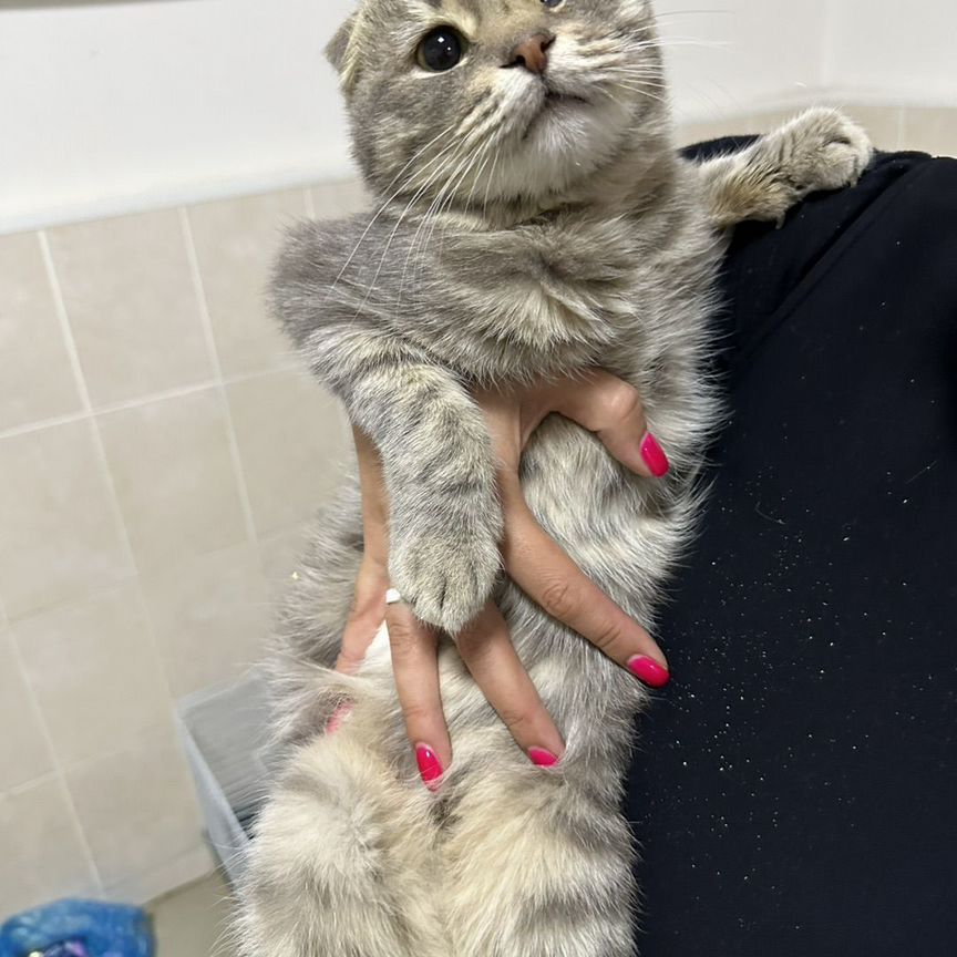 Вислоухий котик