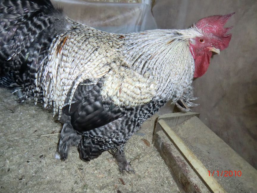 Продается петух