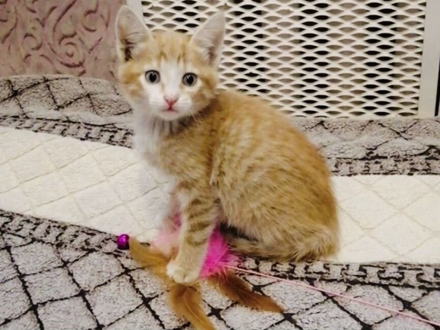 Котеноу девочка 2 мес