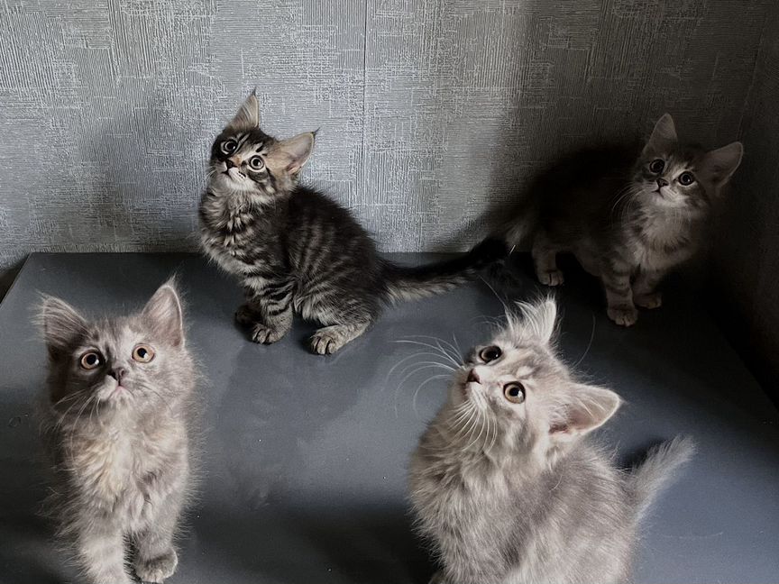 Котята в добрые руки