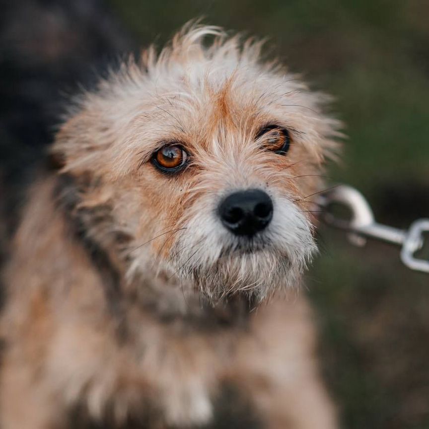 Собака в добрые руки