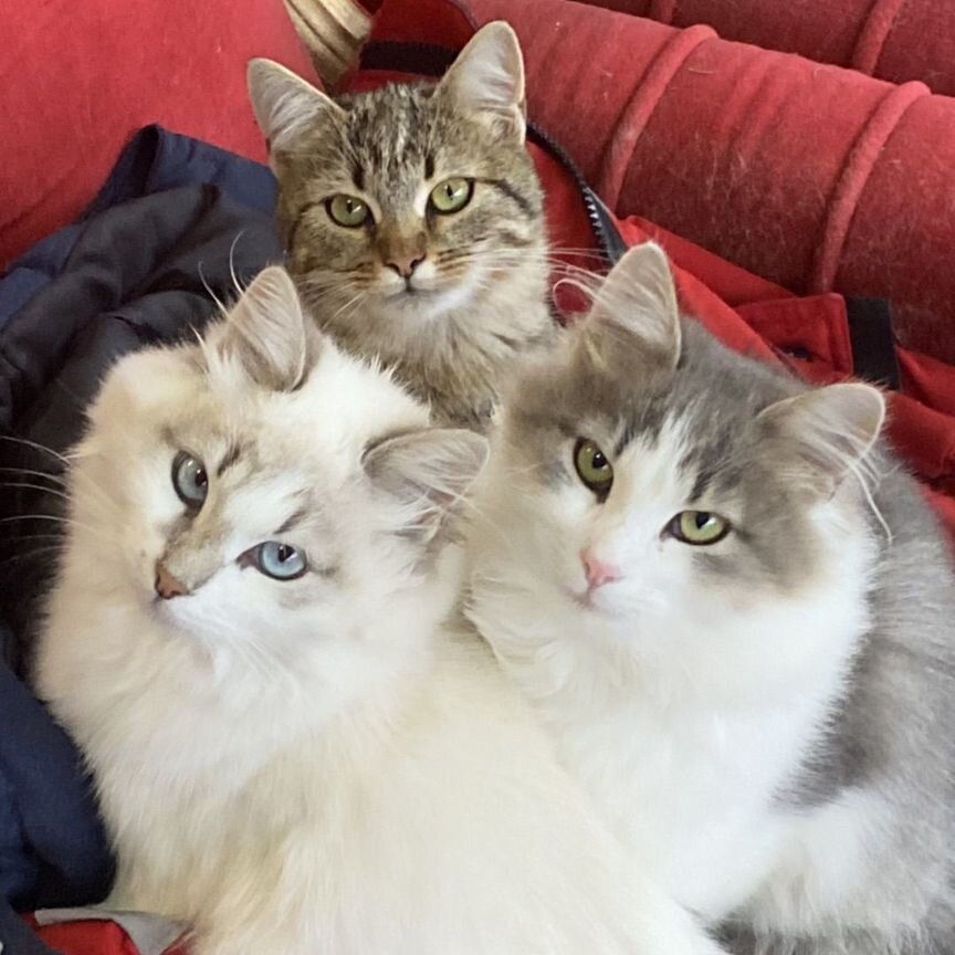 Котята в добрые руки