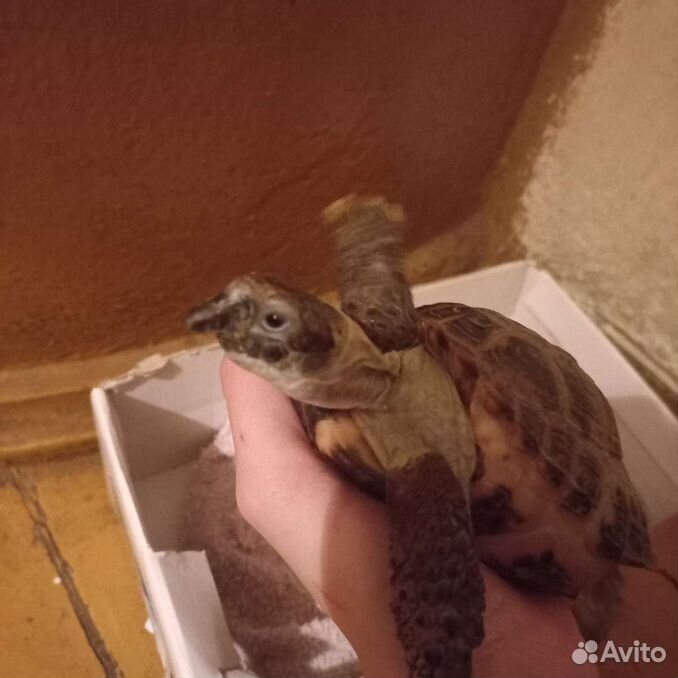 Черепашка сухопутная