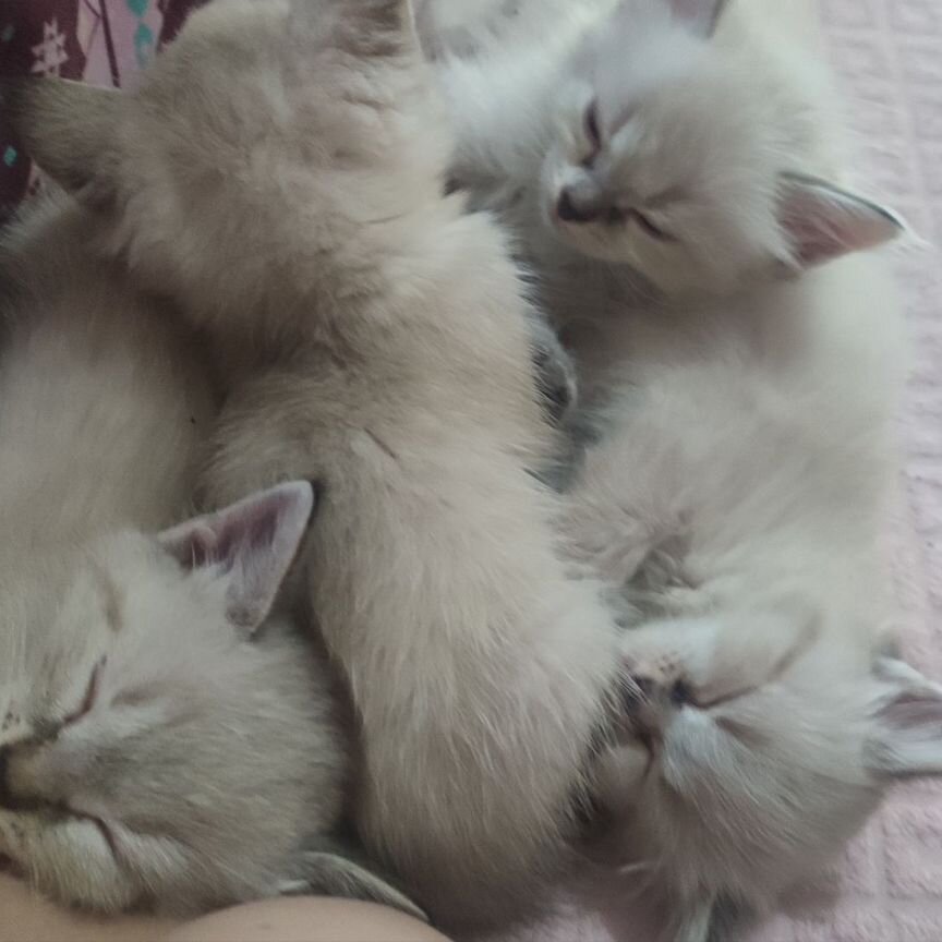 Отдам котят в добрые руки