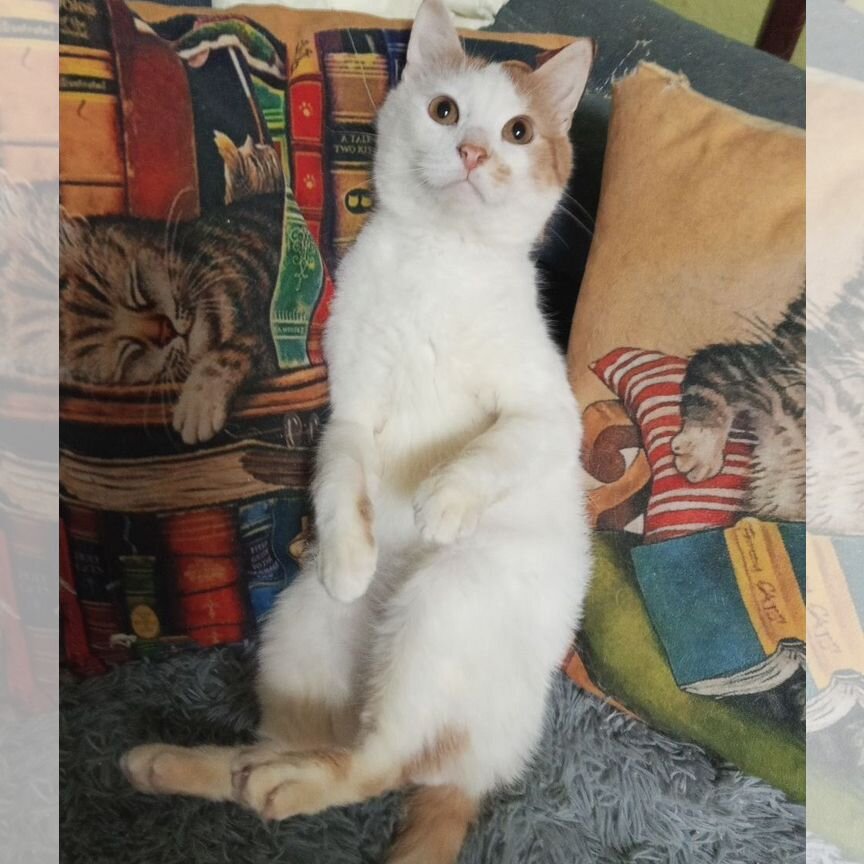 Взрослая, кошка в добрые руки