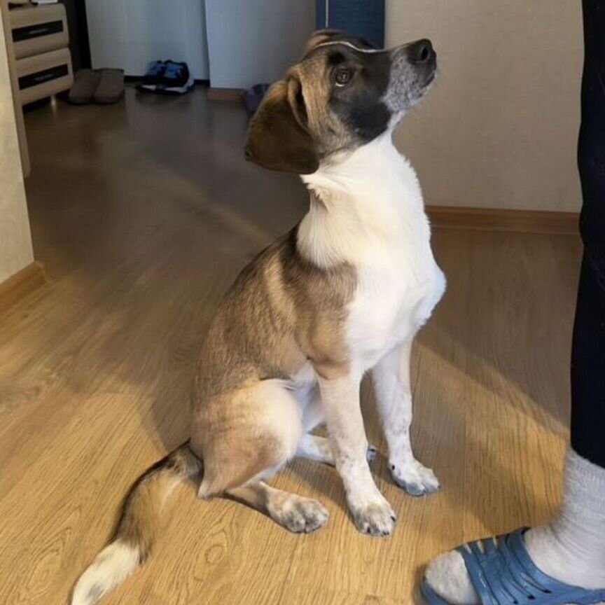 Щенок в добрые руки