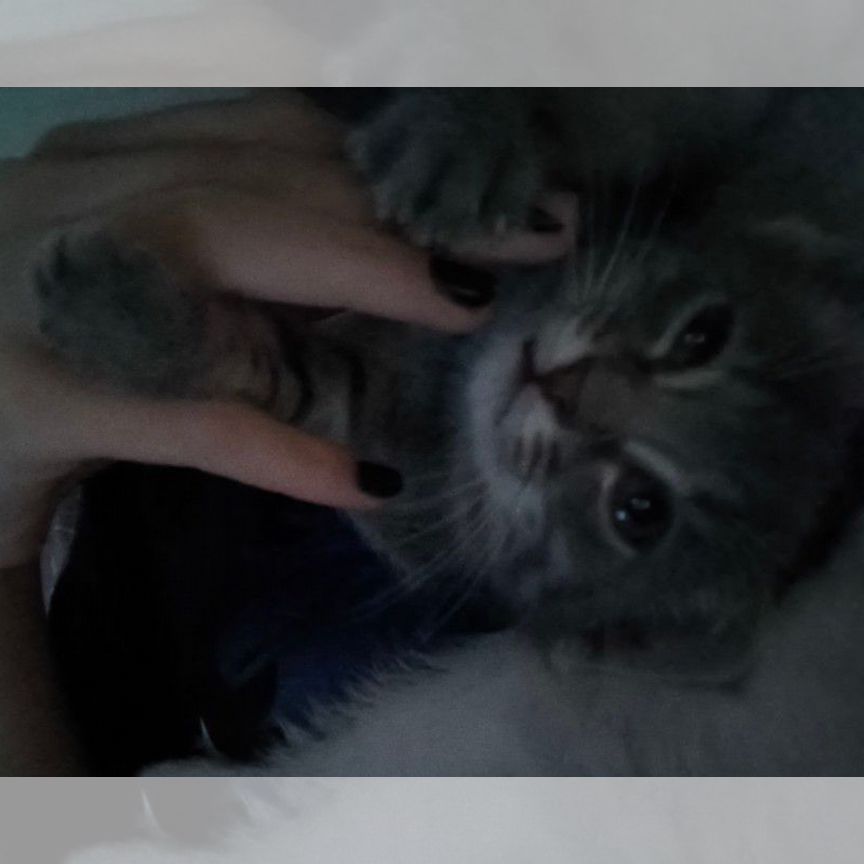 Котёнок в добрые руки