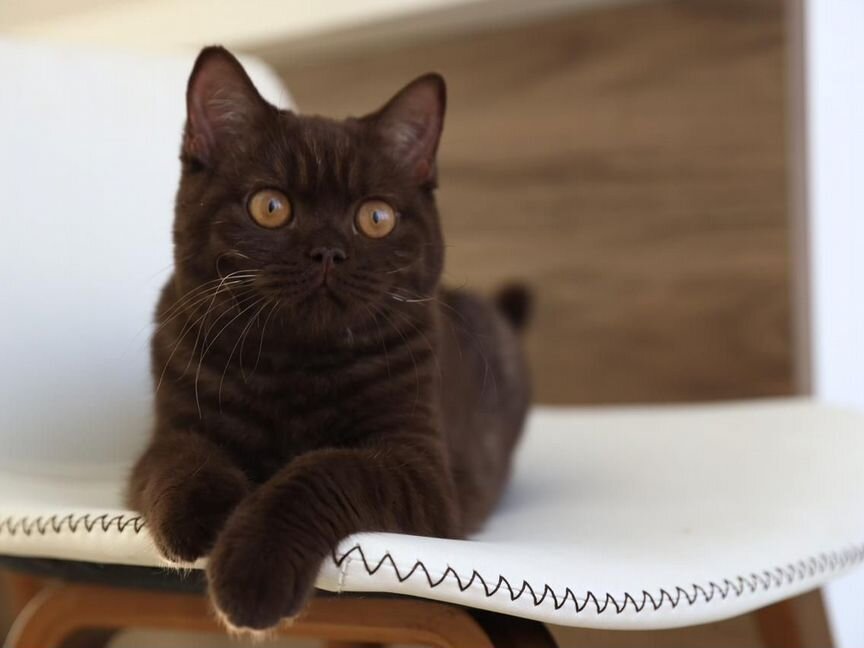 Британская шоколадная девочка