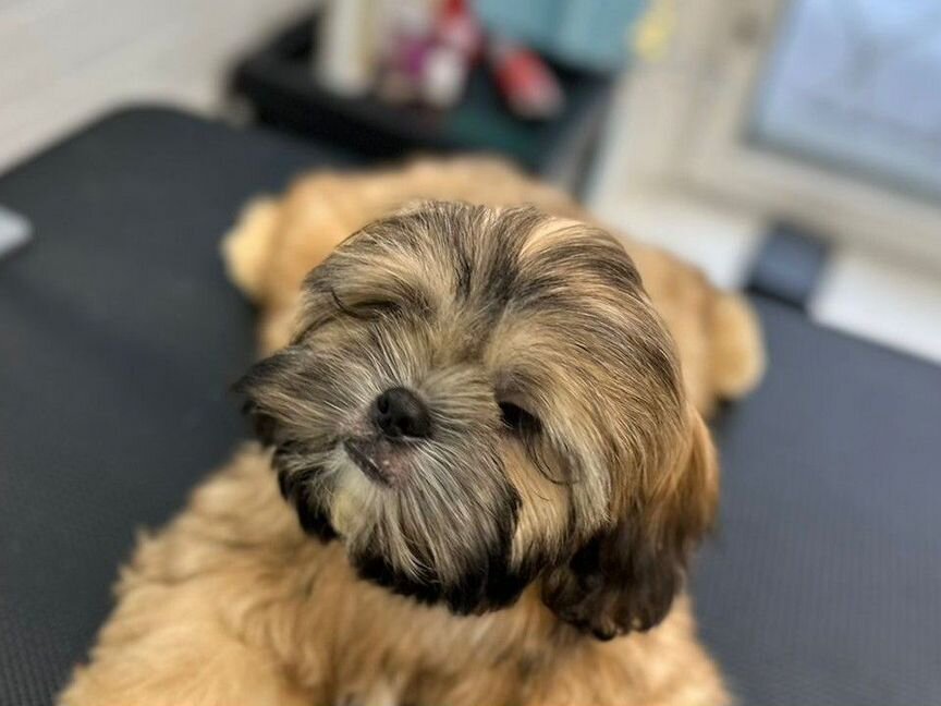 Шит цу кукольные детки