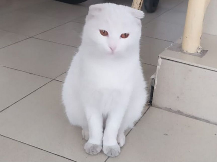 Шотландская белоснежка вислоушка