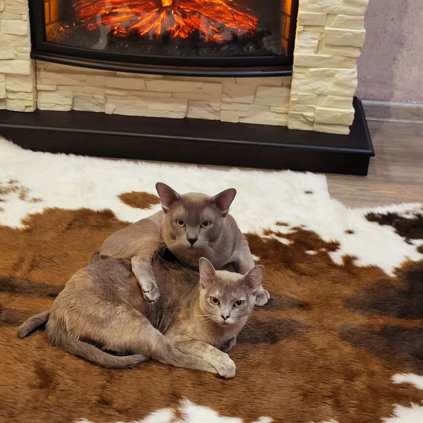 Бурманские котята