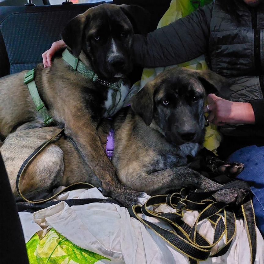 Собака в добрые руки щенок