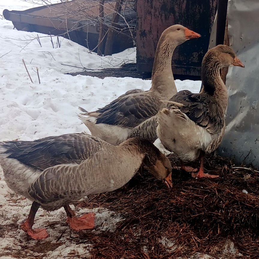 Гуси. Молодая семья