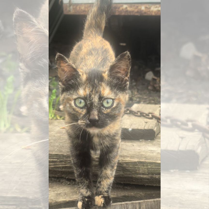 Кошечка 3 хццветная