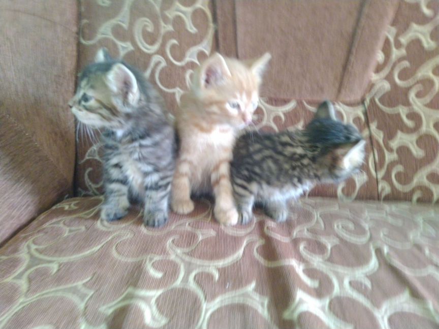 Курильский бобтейл