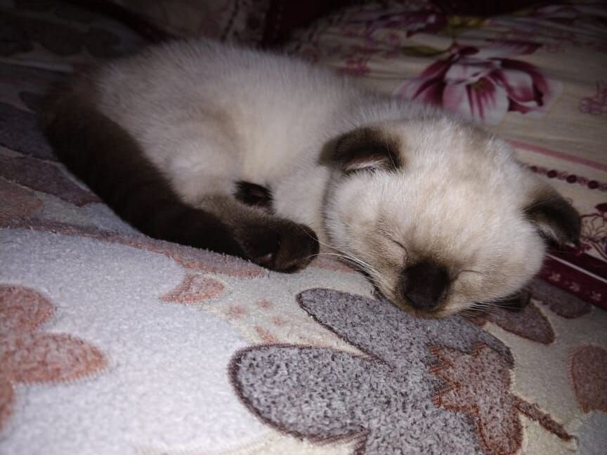 Шатланский вислоухий котята