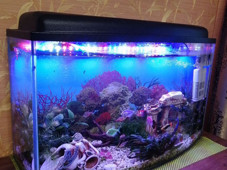 Аквариум с рыбками