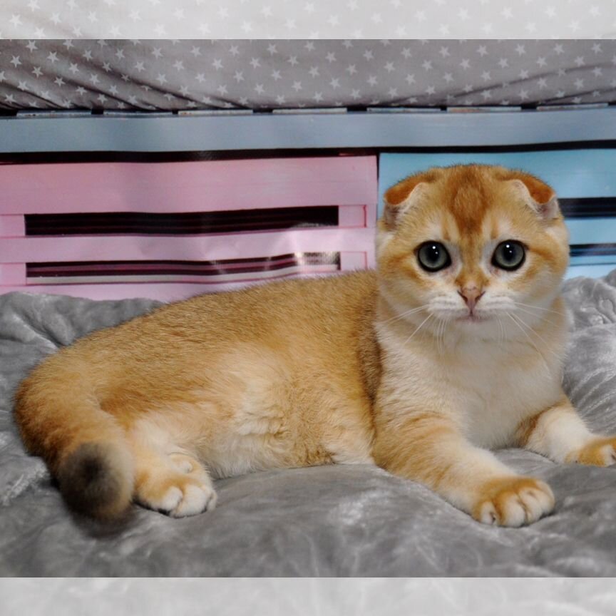 Шотландские золотые шиншиллы котята