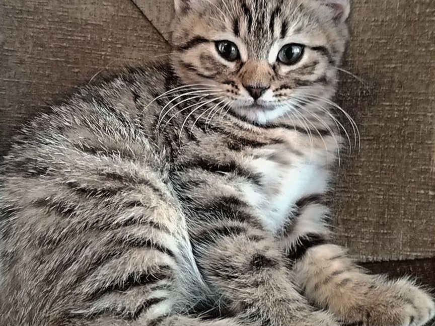 Шотландские котята