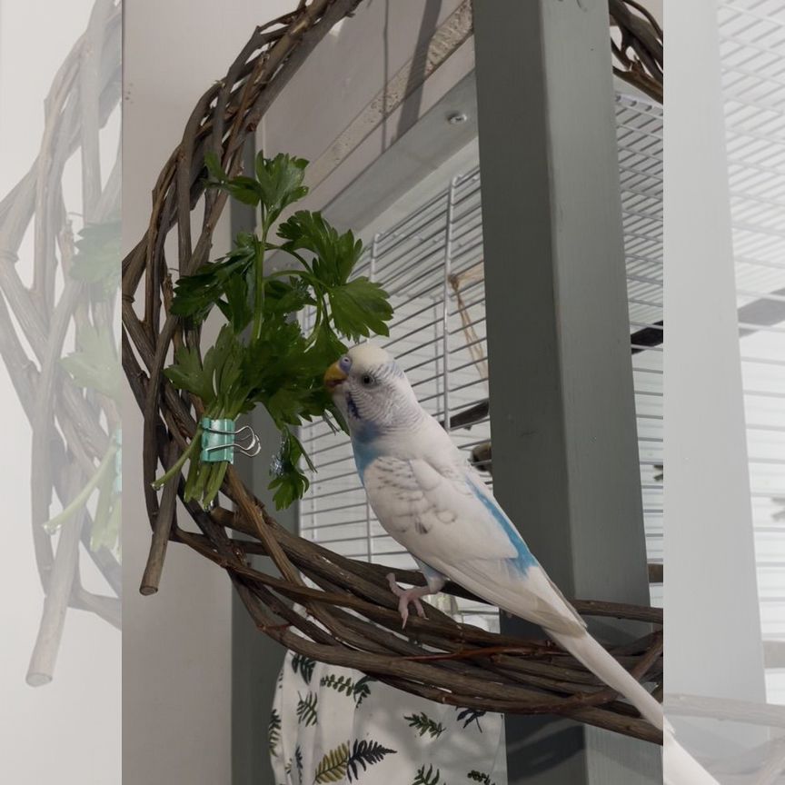 Волнистые попугаи